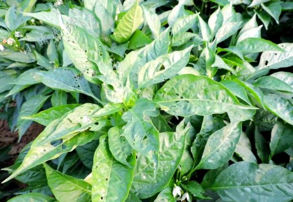 甜菜夜蛾成虫长什么样_如何快速识别-第1张图片-山城妙识