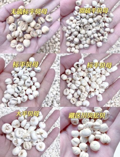 川贝和川贝母的区别_川贝母图片怎么辨认-第1张图片-山城妙识