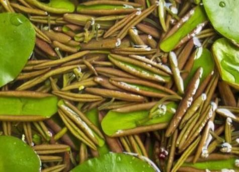 莼菜读音怎么读_莼菜拼音是什么-第2张图片-山城妙识