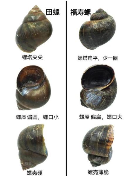 螺类大全名称图片_如何快速识别常见螺类-第2张图片-山城妙识
