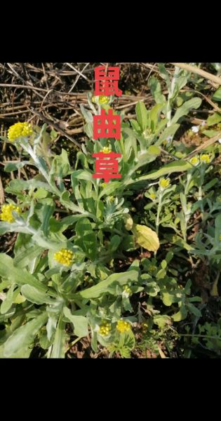 鼠曲草的功效与作用_鼠曲草图片长什么样-第3张图片-山城妙识