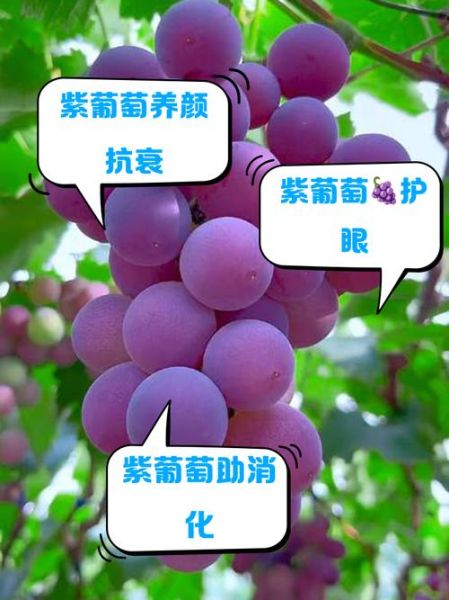 紫葡萄的功效与作用及禁忌_哪些人不能吃紫葡萄-第1张图片-山城妙识