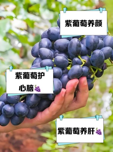 紫葡萄的功效与作用及禁忌_哪些人不能吃紫葡萄-第2张图片-山城妙识