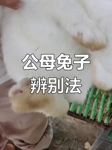兔子多久认主人_怎么判断兔子认主了-第3张图片-山城妙识