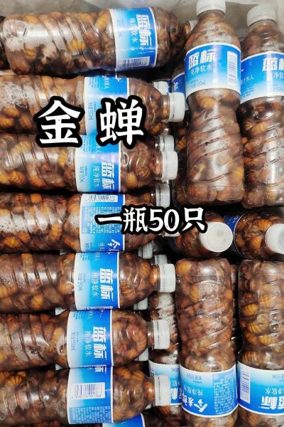 知了猴怎么保存新鲜_知了猴放冰箱能活多久-第3张图片-山城妙识 知了猴怎么保存新鲜_知了猴放冰箱能活多久-第3张图片-山城妙识