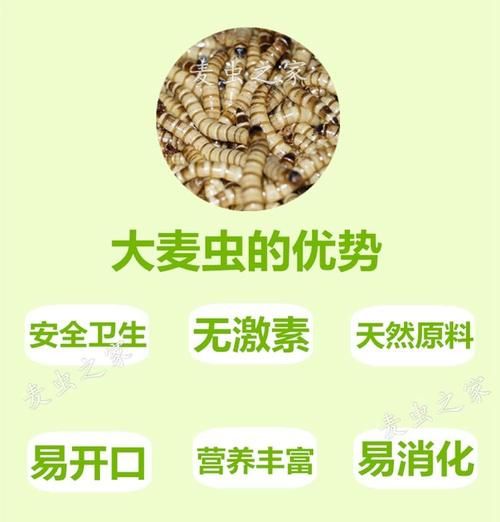 大麦虫吃什么_大麦虫饲料配方大全-第1张图片-山城妙识