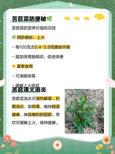 苦菜子泡水喝的功效_苦菜子泡水怎么喝才有效-第3张图片-山城妙识