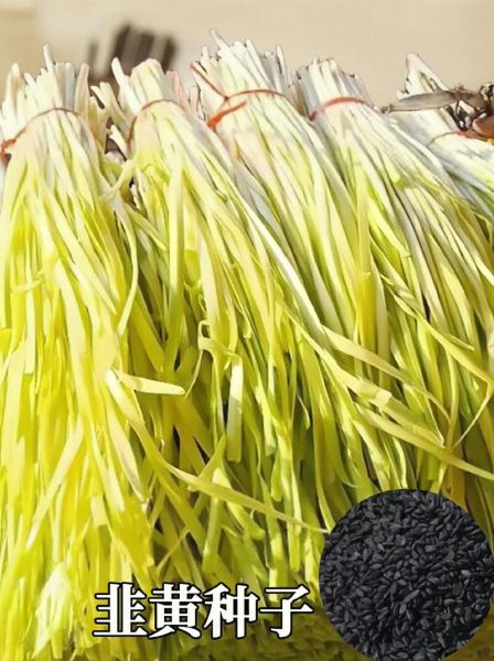 韭黄是发物吗_手术后能吃韭黄吗-第1张图片-山城妙识