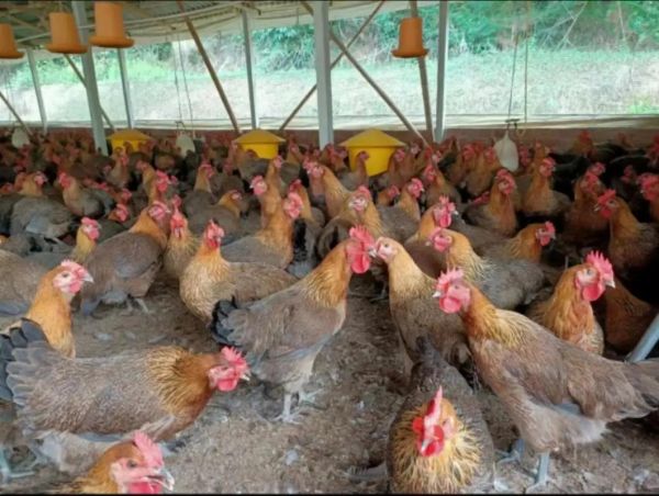 青脚麻鸡多少钱一斤_青脚麻鸡和普通土鸡区别-第1张图片-山城妙识