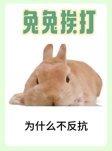 兔子暴力怎么办_兔子打架原因-第1张图片-山城妙识