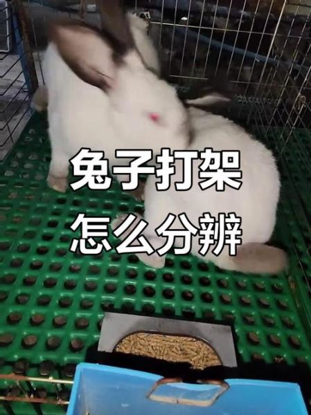 兔子暴力怎么办_兔子打架原因-第3张图片-山城妙识