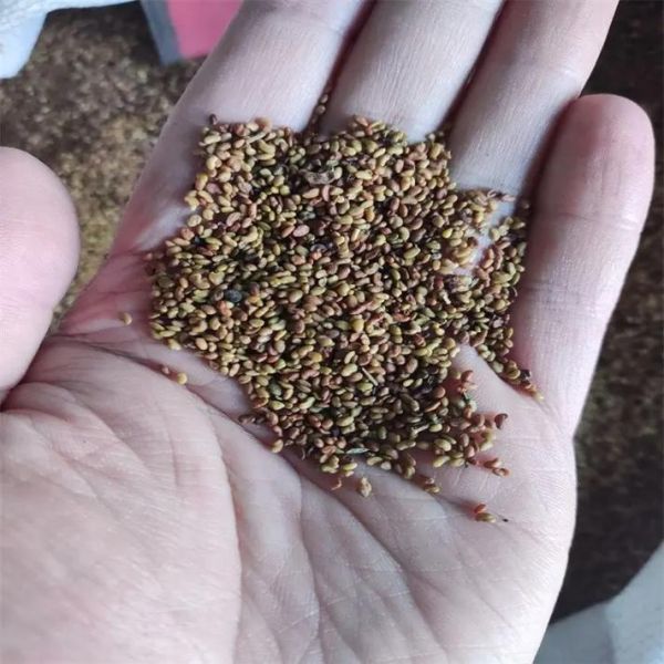 紫花苜蓿种子图片_如何辨别真假-第3张图片-山城妙识