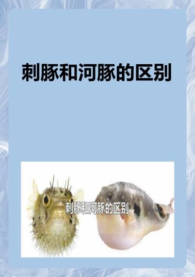 巴鱼是河豚吗_巴鱼和河豚的区别-第1张图片-山城妙识