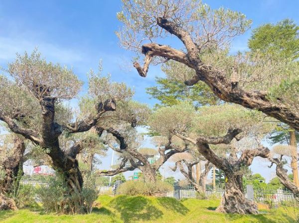 橄榄树图片怎么拍好看_橄榄树图片拍摄技巧-第1张图片-山城妙识