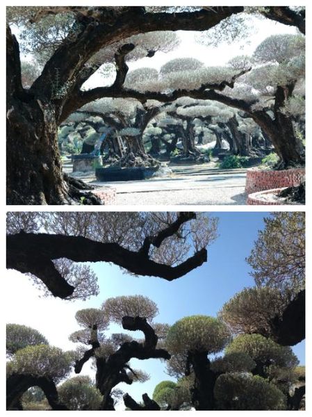 橄榄树图片怎么拍好看_橄榄树图片拍摄技巧-第2张图片-山城妙识