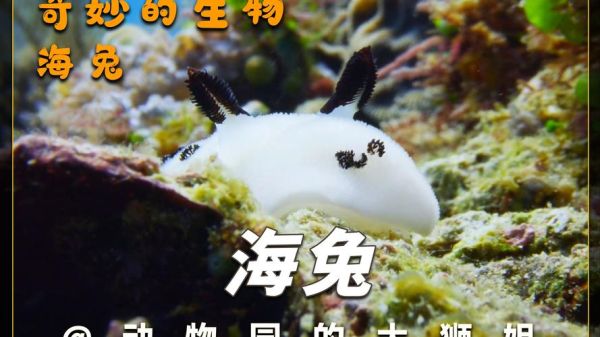 海兔怎么养_海兔有毒吗-第1张图片-山城妙识 海兔怎么养_海兔有毒吗-第1张图片-山城妙识