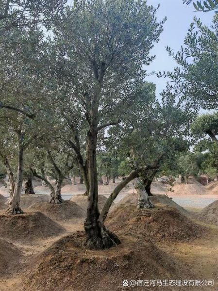 橄榄树图片怎么拍好看_橄榄树图片拍摄技巧-第3张图片-山城妙识