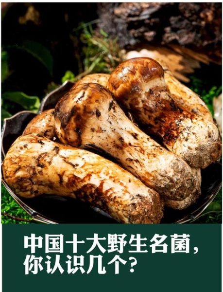 十大名菌有哪些_哪种野生菌最珍贵-第2张图片-山城妙识 十大名菌有哪些_哪种野生菌最珍贵-第2张图片-山城妙识