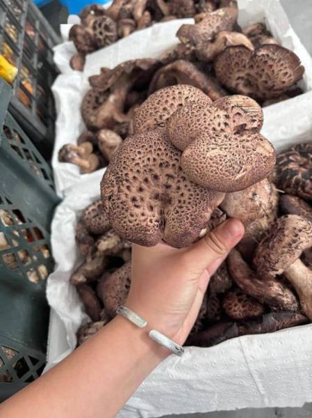 十大名菌有哪些_哪种野生菌最珍贵-第1张图片-山城妙识 十大名菌有哪些_哪种野生菌最珍贵-第1张图片-山城妙识