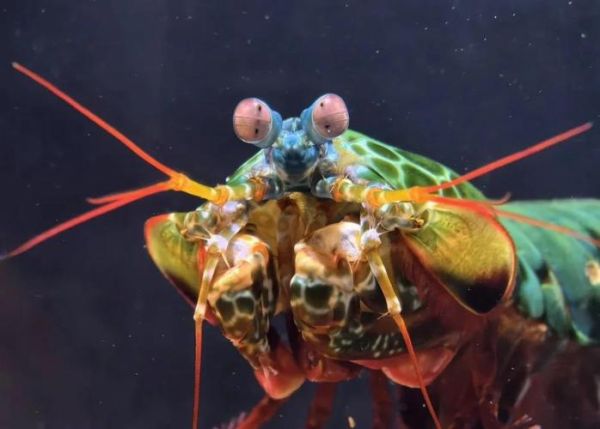 雀尾螳螂虾vs枪虾_谁才是海洋拳击冠军-第1张图片-山城妙识