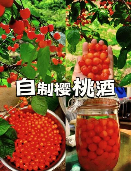 樱桃酿酒方法_樱桃酒发酵时间多久-第2张图片-山城妙识