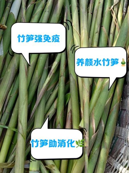 水笋的功效与作用_水笋的禁忌有哪些-第1张图片-山城妙识