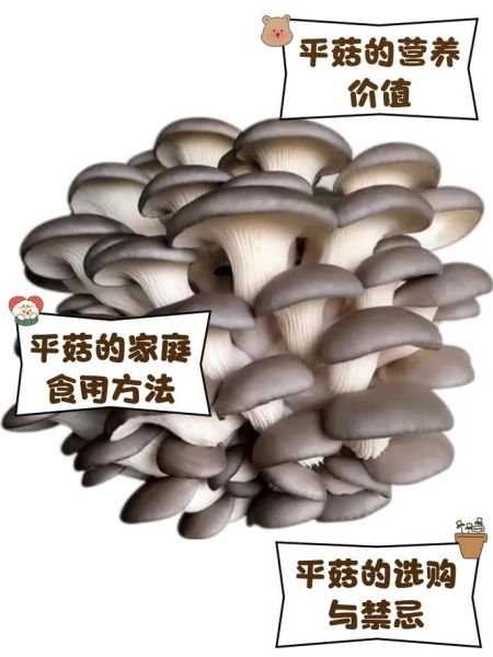平菇的功效与作用_平菇怎么吃最营养-第3张图片-山城妙识
