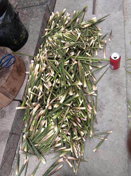 水笋的功效与作用_水笋的禁忌有哪些-第2张图片-山城妙识