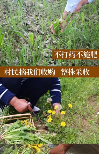 蒲公英能治疗胆结石吗_胆结石喝蒲公英根茶多久见效-第3张图片-山城妙识