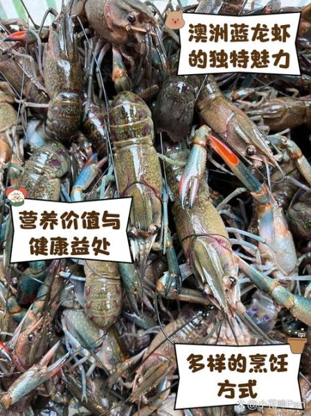 澳洲龙虾多少钱一斤_澳洲龙虾价格走势-第1张图片-山城妙识