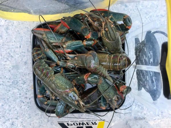 澳洲龙虾多少钱一斤_澳洲龙虾价格走势-第2张图片-山城妙识