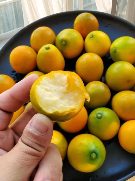 带皮吃的小金桔上火吗_小金桔连皮吃会不会上火-第1张图片-山城妙识