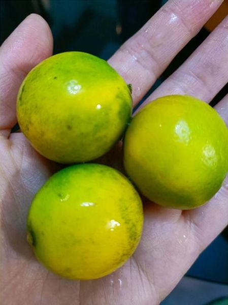 带皮吃的小金桔上火吗_小金桔连皮吃会不会上火-第3张图片-山城妙识