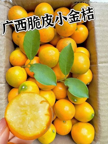 带皮吃的小金桔上火吗_小金桔连皮吃会不会上火-第2张图片-山城妙识