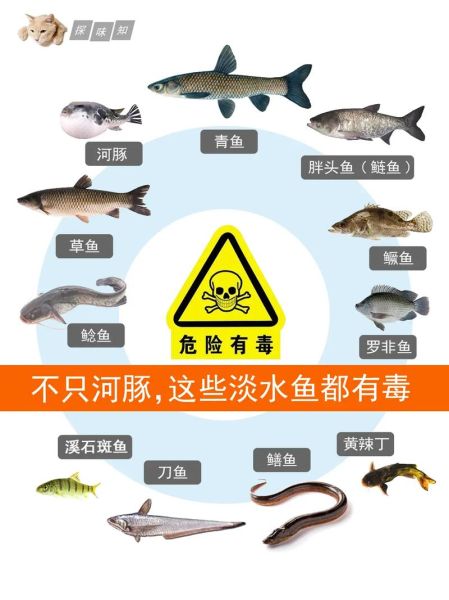 河豚鱼毒素集中在哪些部位_误食后多久发作-第1张图片-山城妙识
