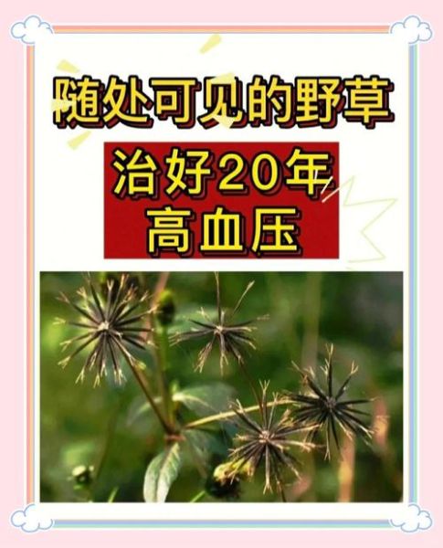 降血压最快的偏方大全_高血压自然疗法有哪些-第3张图片-山城妙识 降血压最快的偏方大全_高血压自然疗法有哪些-第3张图片-山城妙识