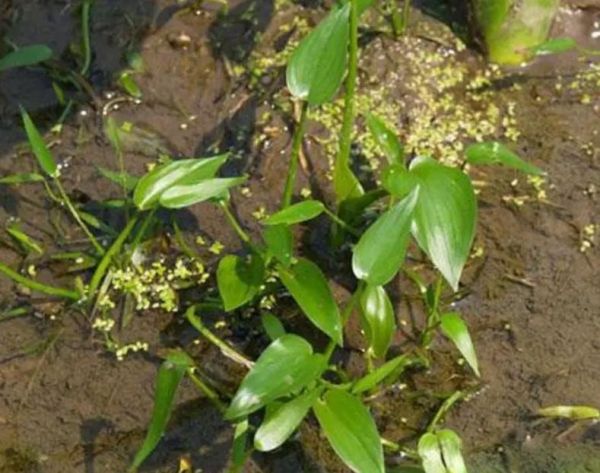 鸭舌草图片大全_鸭舌草长什么样-第2张图片-山城妙识