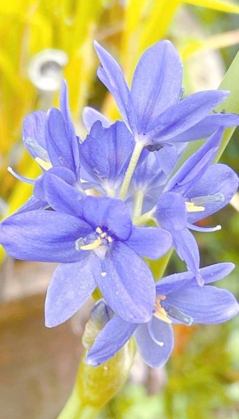 鸭舌草图片大全_鸭舌草长什么样-第3张图片-山城妙识