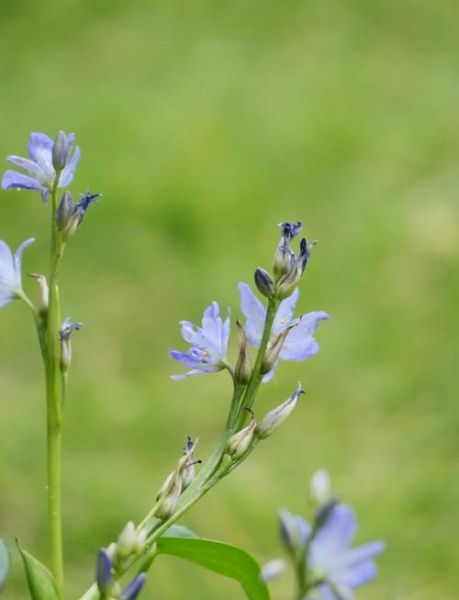 鸭舌草图片大全_鸭舌草长什么样-第1张图片-山城妙识