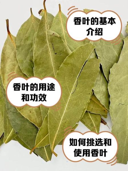 香叶是什么_香叶图片如何识别真假-第1张图片-山城妙识
