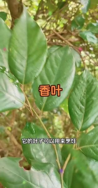 香叶是什么_香叶图片如何识别真假-第2张图片-山城妙识