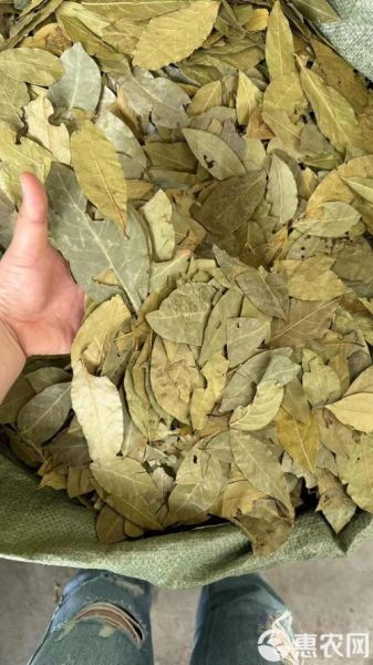香叶是什么_香叶图片如何识别真假-第3张图片-山城妙识