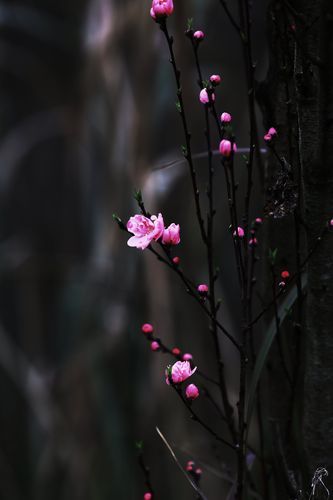 2021图片大全好看_如何快速找到高清无水印资源-第3张图片-山城妙识