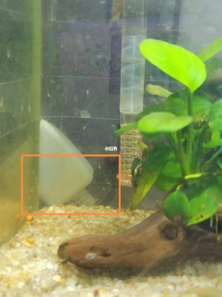 虾米xl是什么_虾米xl怎么用-第2张图片-山城妙识 虾米xl是什么_虾米xl怎么用-第2张图片-山城妙识