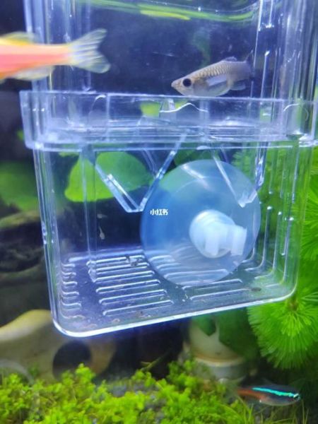 虾米xl是什么_虾米xl怎么用-第3张图片-山城妙识 虾米xl是什么_虾米xl怎么用-第3张图片-山城妙识