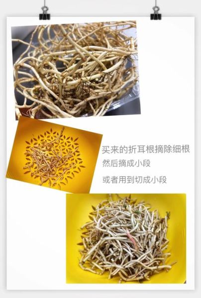 折耳根什么味道_折耳根好吃吗-第1张图片-山城妙识 折耳根什么味道_折耳根好吃吗-第1张图片-山城妙识