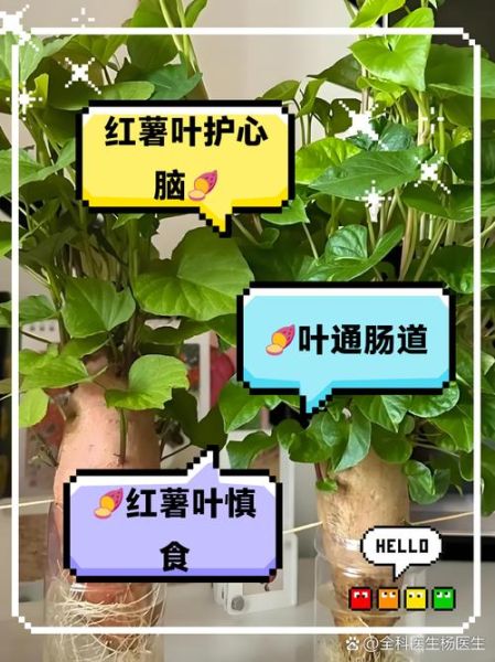 红薯叶抗癌还是致癌_红薯叶到底能不能吃-第2张图片-山城妙识