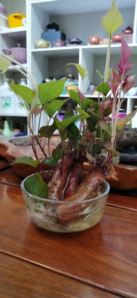 地瓜发芽能吃吗_地瓜发芽有毒吗-第2张图片-山城妙识