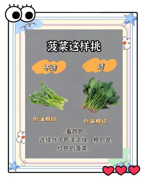 菠菜图片_怎么挑选新鲜菠菜-第1张图片-山城妙识