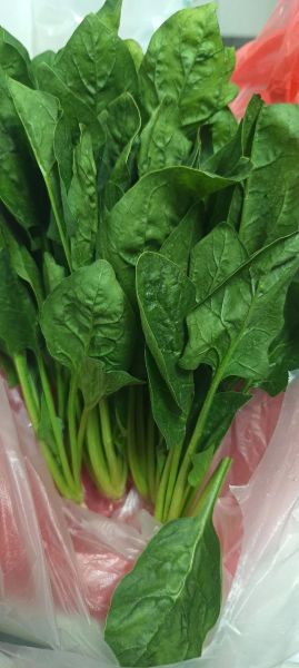 菠菜图片_怎么挑选新鲜菠菜-第2张图片-山城妙识